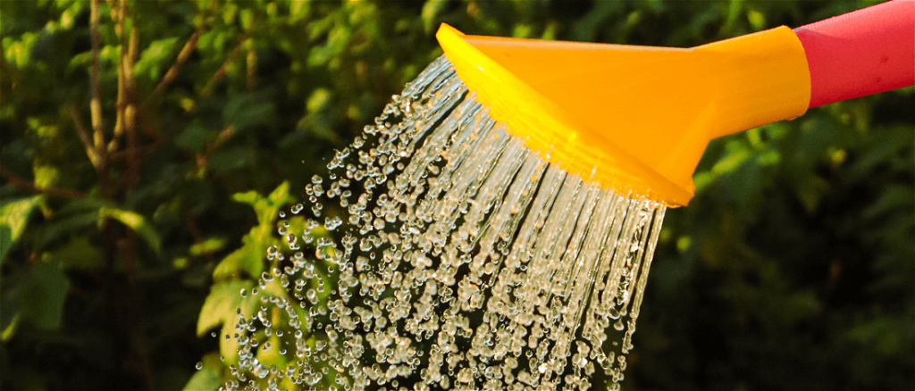 The Scoop on Poop: How Pee Can Help Your Plants Thrive - EZ-Screen